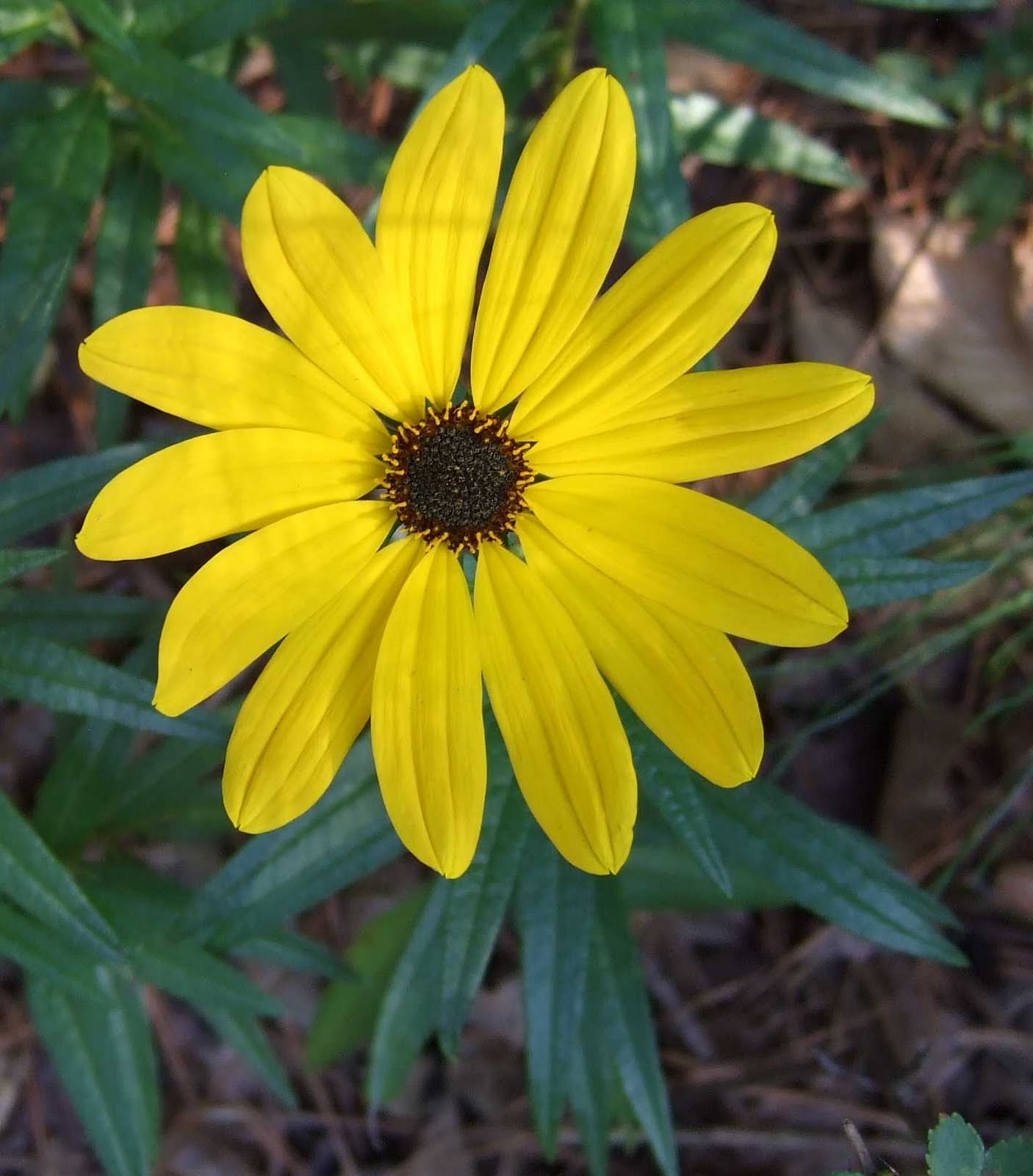 Using Georgia Native Plants: Late Summer Yellows