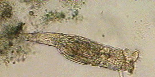 Biologi Online: Species Bakteri Air Minum