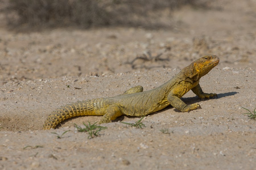 Birds of Saudi Arabia: Arabian Spiny-tailed Lizard – Dhahran Hills