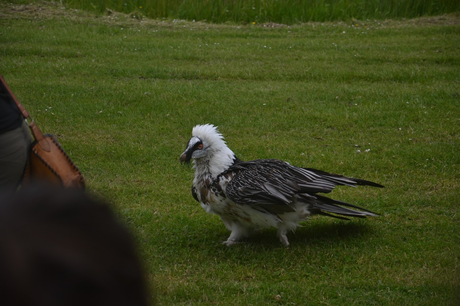 Stig o Kiki cyklandes: Asaa