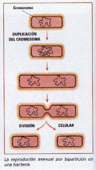 BIOLOGÍA: BIPARTICIÓN