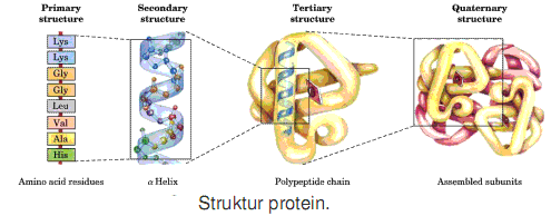 Komponen Kimia Sel | learning materials