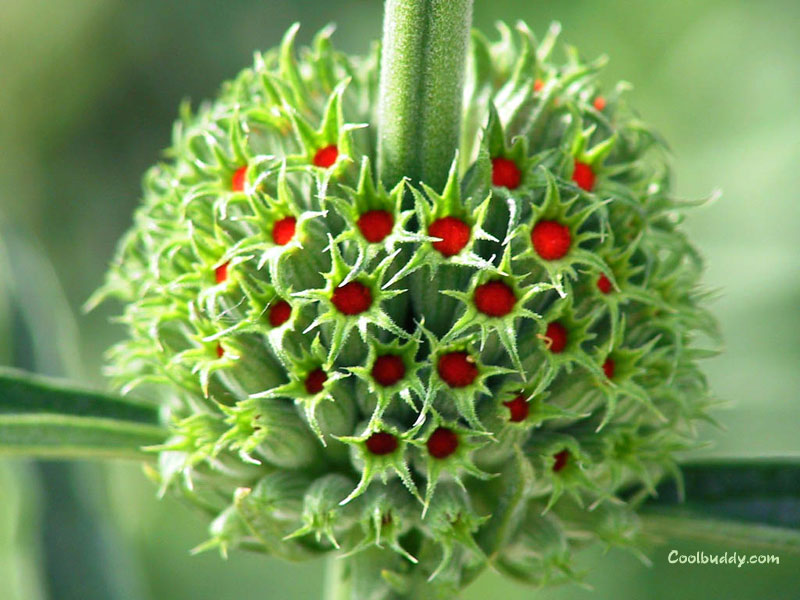 Flower Photos: Amazing Flower