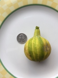 Seattle Garden & Fruit Adventures: The allure of Striped figs