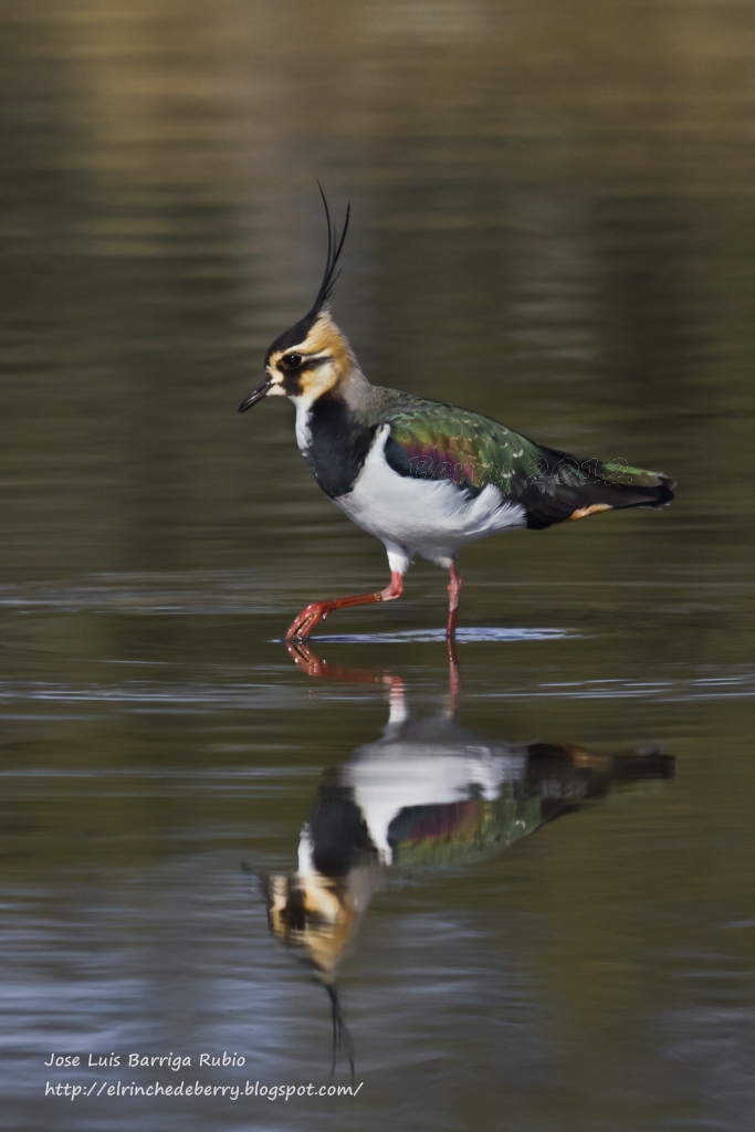El Rinche de Berry : Fotos de Aves