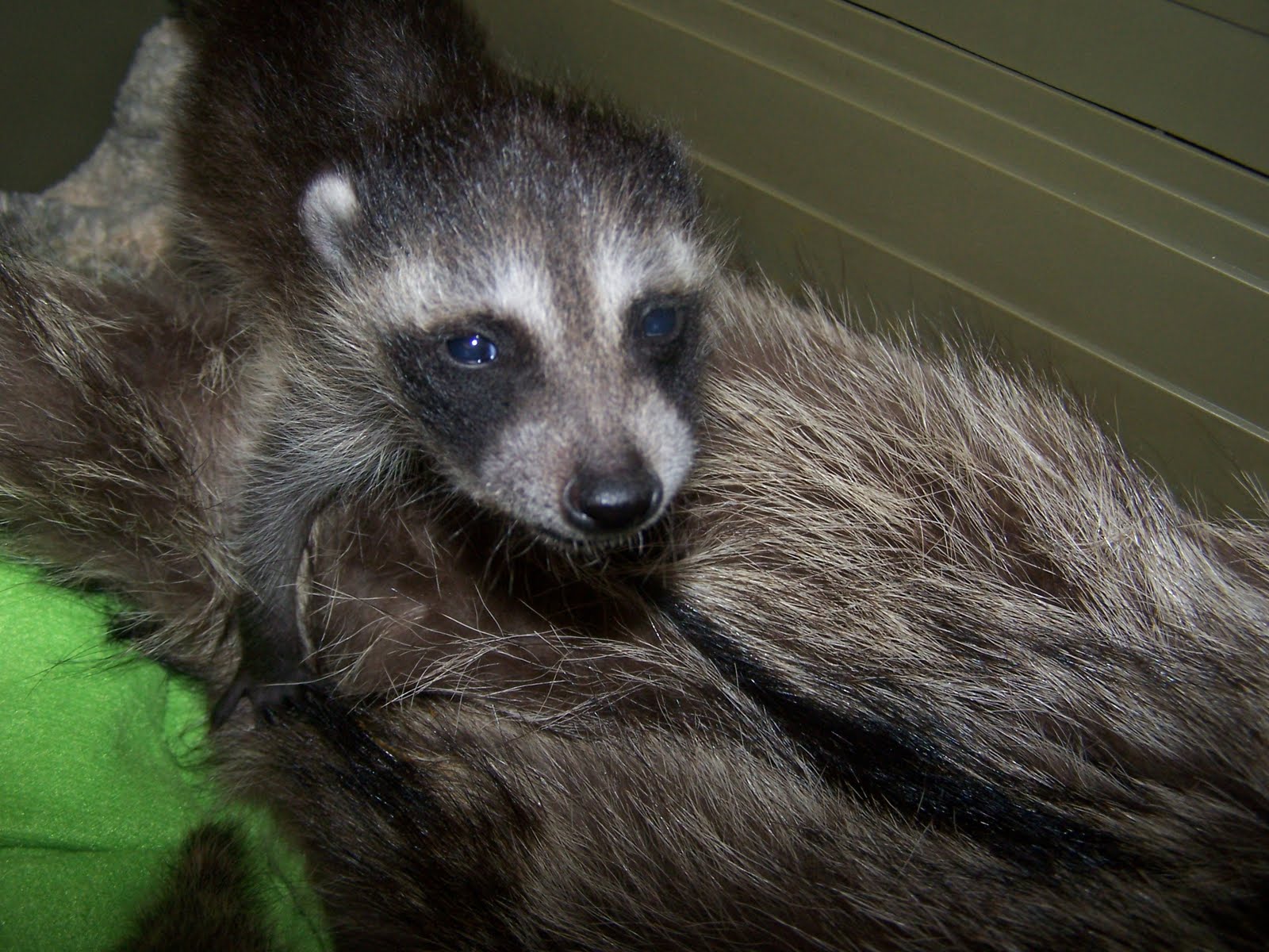 The Laughing Raccoon: A lot of updates!