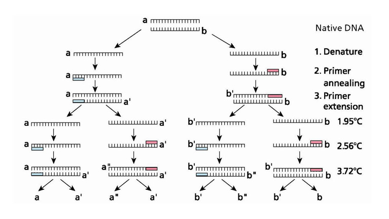 DNA Finder: Polymerase Chain Reaction