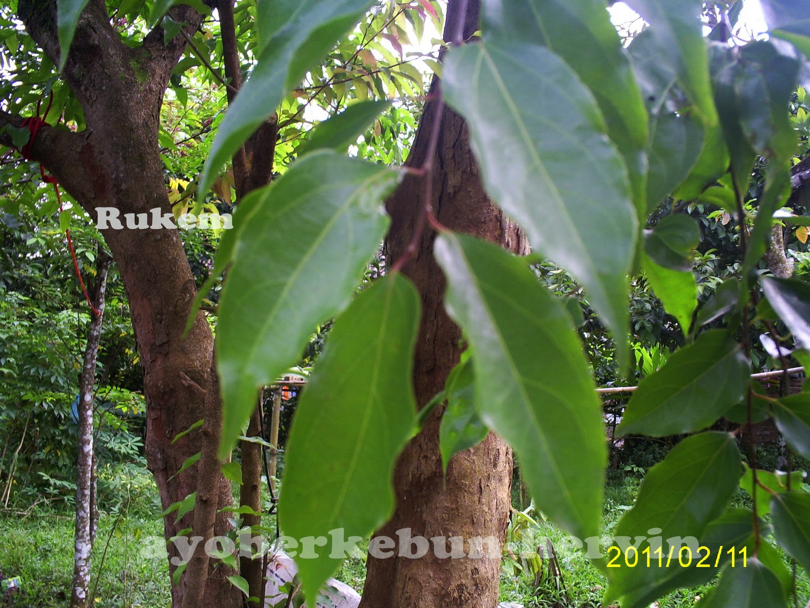 Ayo berkebun: Rukem vs Plum Dataran Rendah...