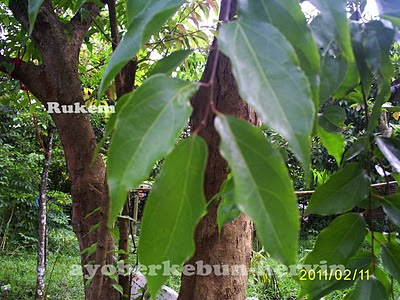 Ayo berkebun: Rukem vs Plum Dataran Rendah...