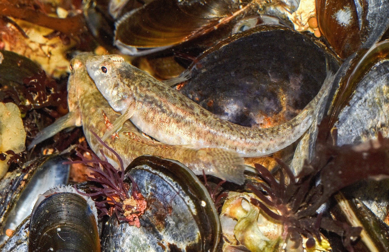 British Seashore & Rock Pool Life: Common Goby, Pomatoschistus microps