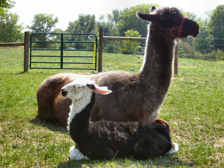 Autumn Hill Llamas & Fiber: Crias!