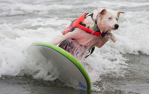 Offshore Winds: Surfing Dogs