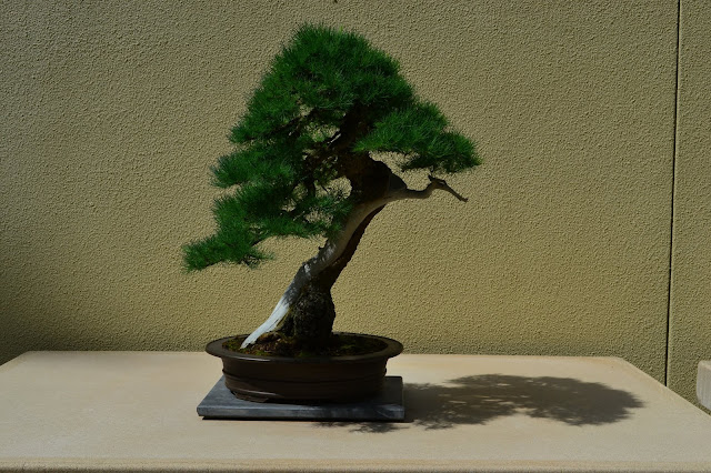 Linda Letters:: The Pacific Bonsai Museum