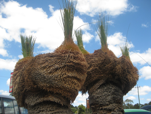 PlantWerkz: Xanthorrhoea Australis - Grass Tree / Black Boy