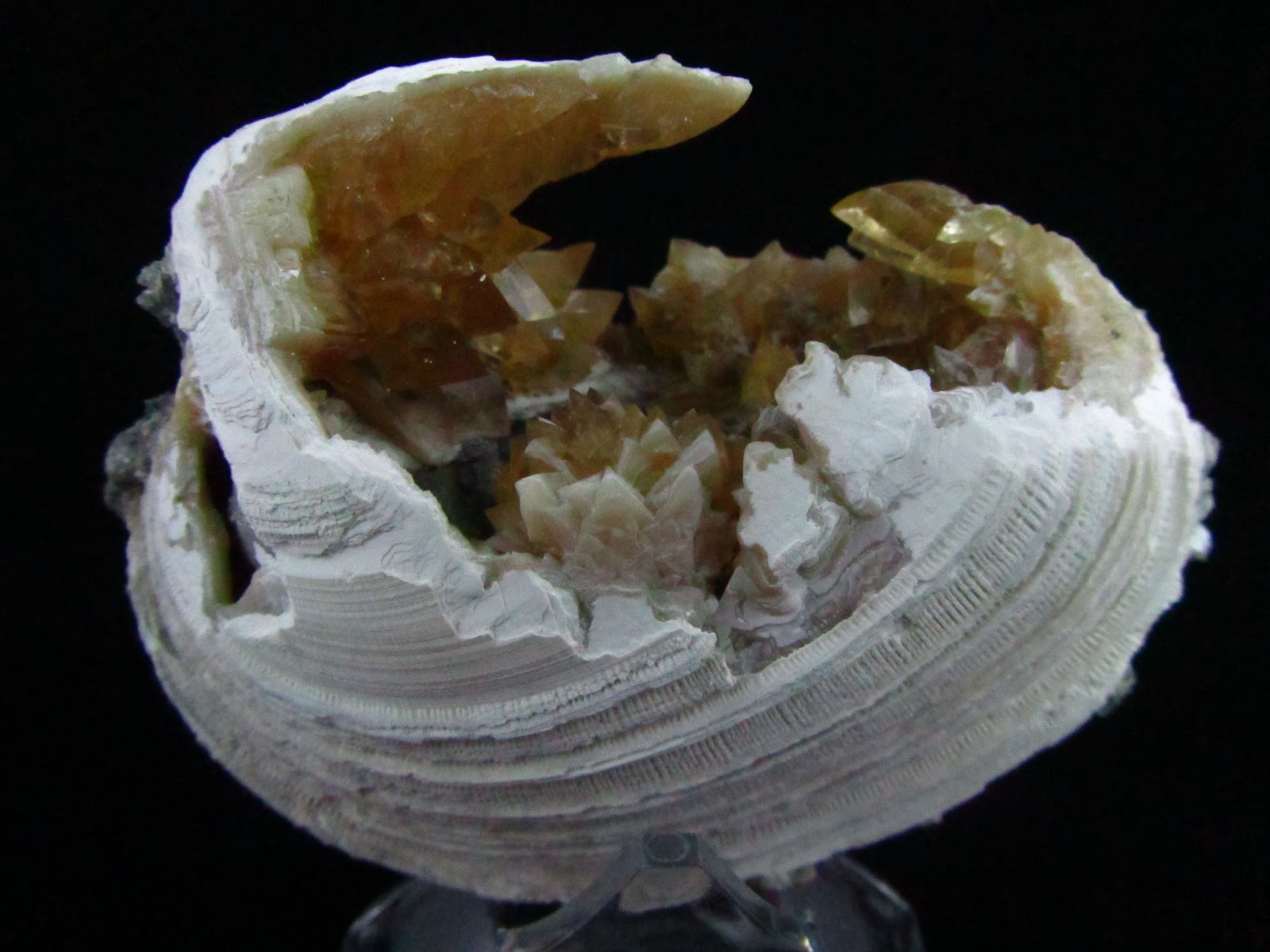 Natural Science: Fossils