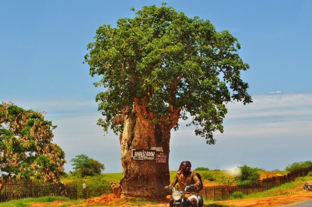 Embondeiro: a árvore sagrada - O Berço do Mundo