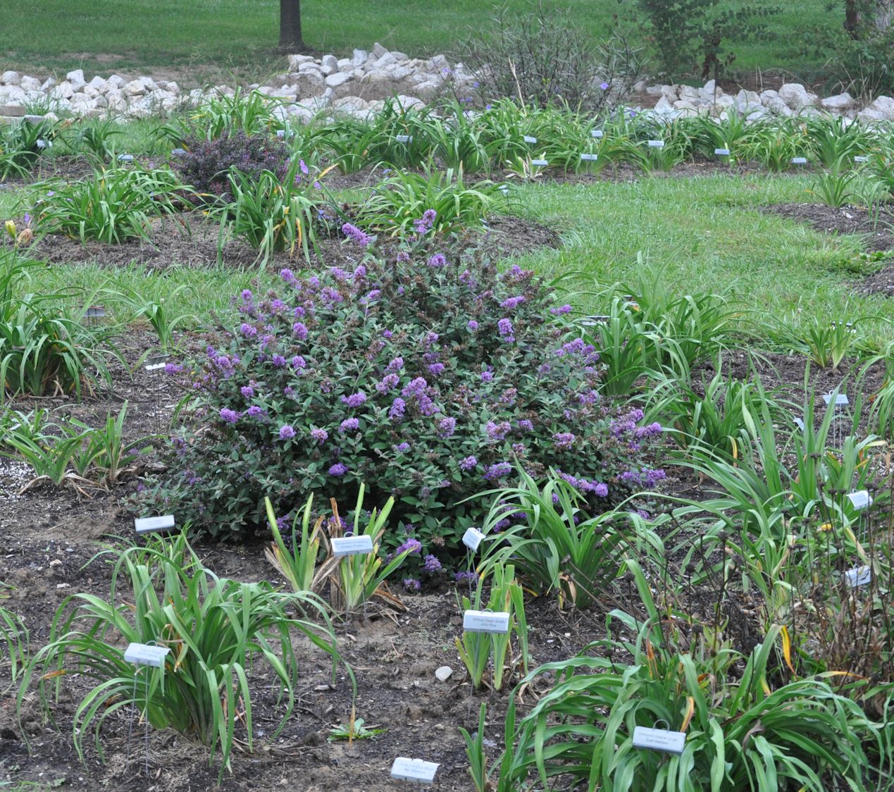 Creating Interest: The Fall Garden