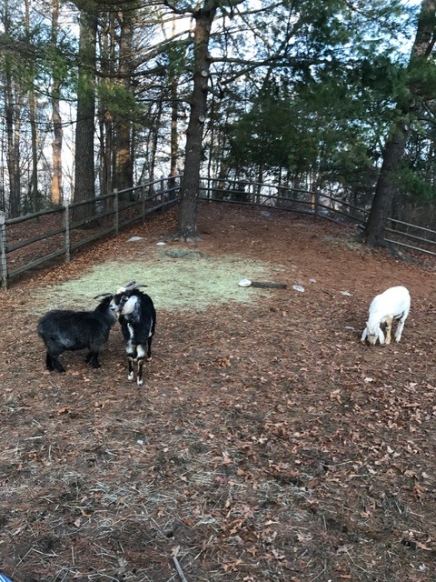 Dispatch from the Digital Health Frontier: Unity Farm Sanctuary Begins