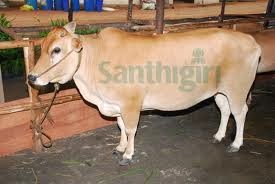 Kerala Cow Breeds