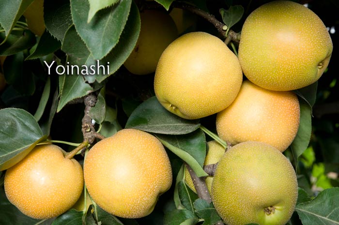 Temperate Climate Permaculture: Asian Pear Varieties... just a sampling