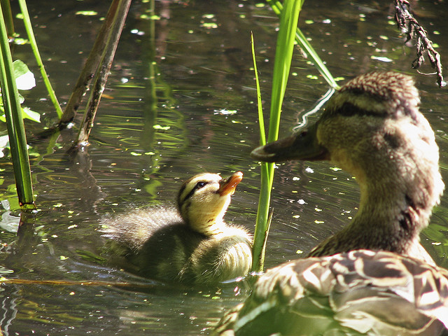 The Ducklings of Spring | The Ark In Space