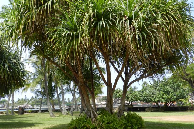 Hana Lima Hand Dyes: Going Holo Holo