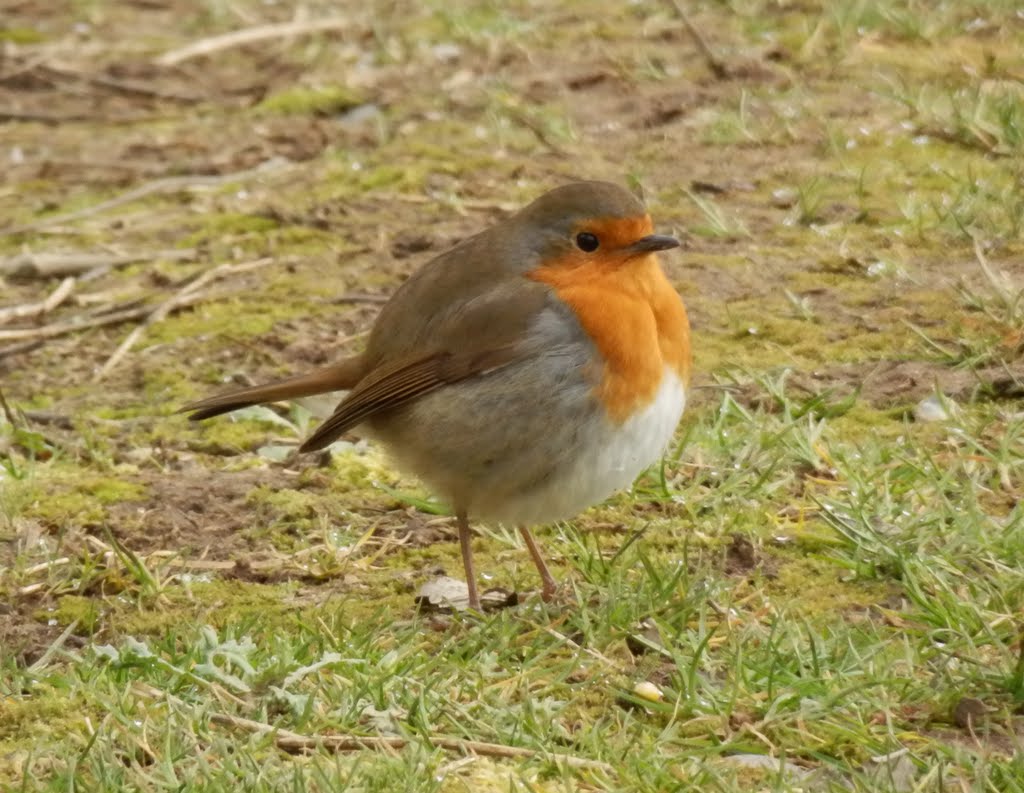 Our Fat Robin!