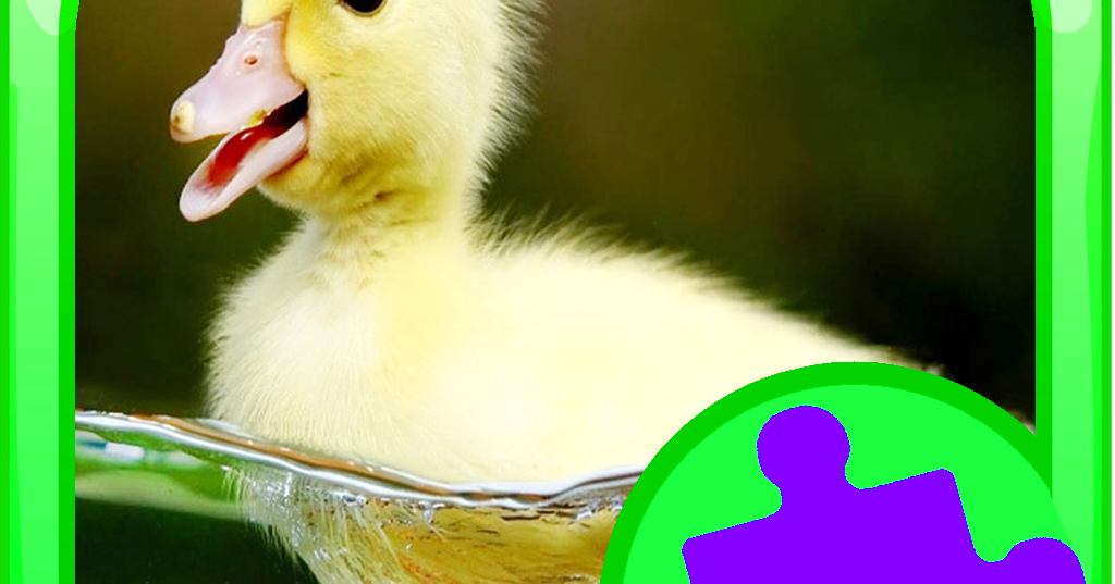 Duck Jigsaw Puzzles Games For Kids Education