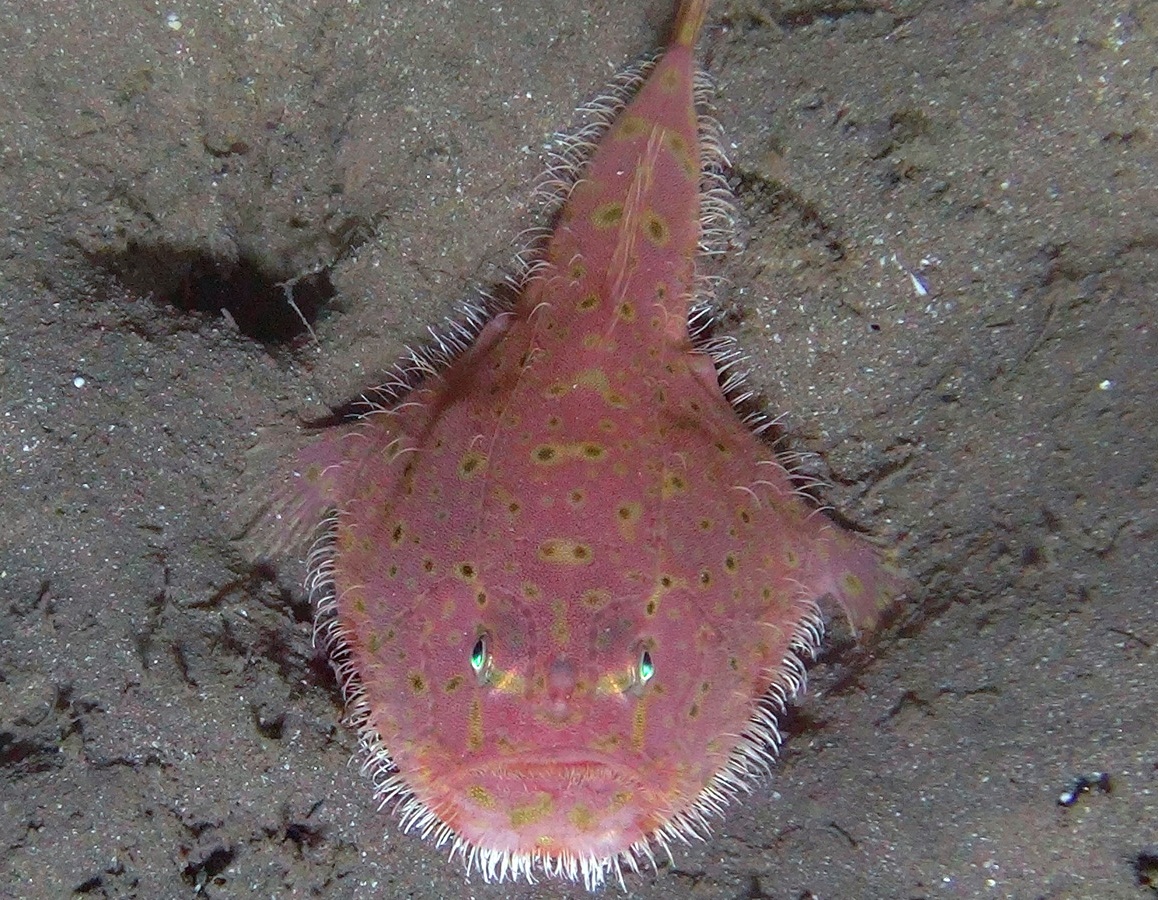 Species New to Science: [Ichthyology • 2016] Revision of Southern ...