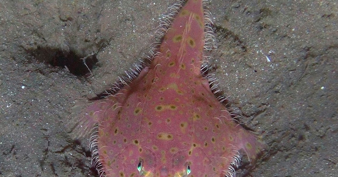 Species New to Science: [Ichthyology • 2016] Revision of Southern ...