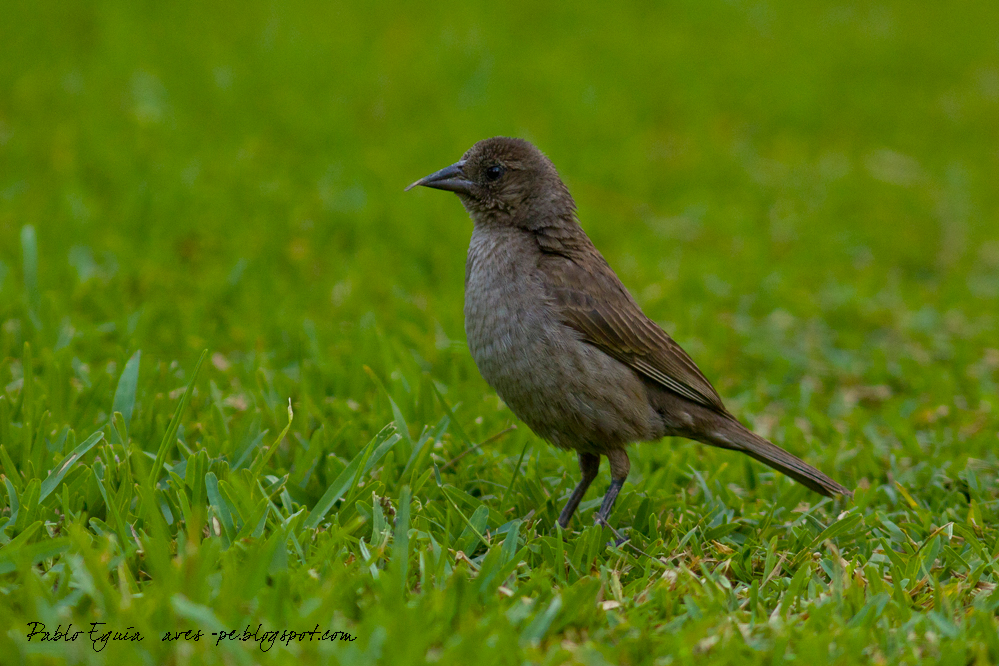 mis fotos de aves: Molothrus bonariensis Tordo Renegrido Shiny Cowbird