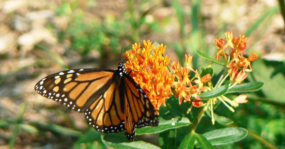 Earth and Space News: 250 Million Monarch Butterfly Gardens for 250 ...