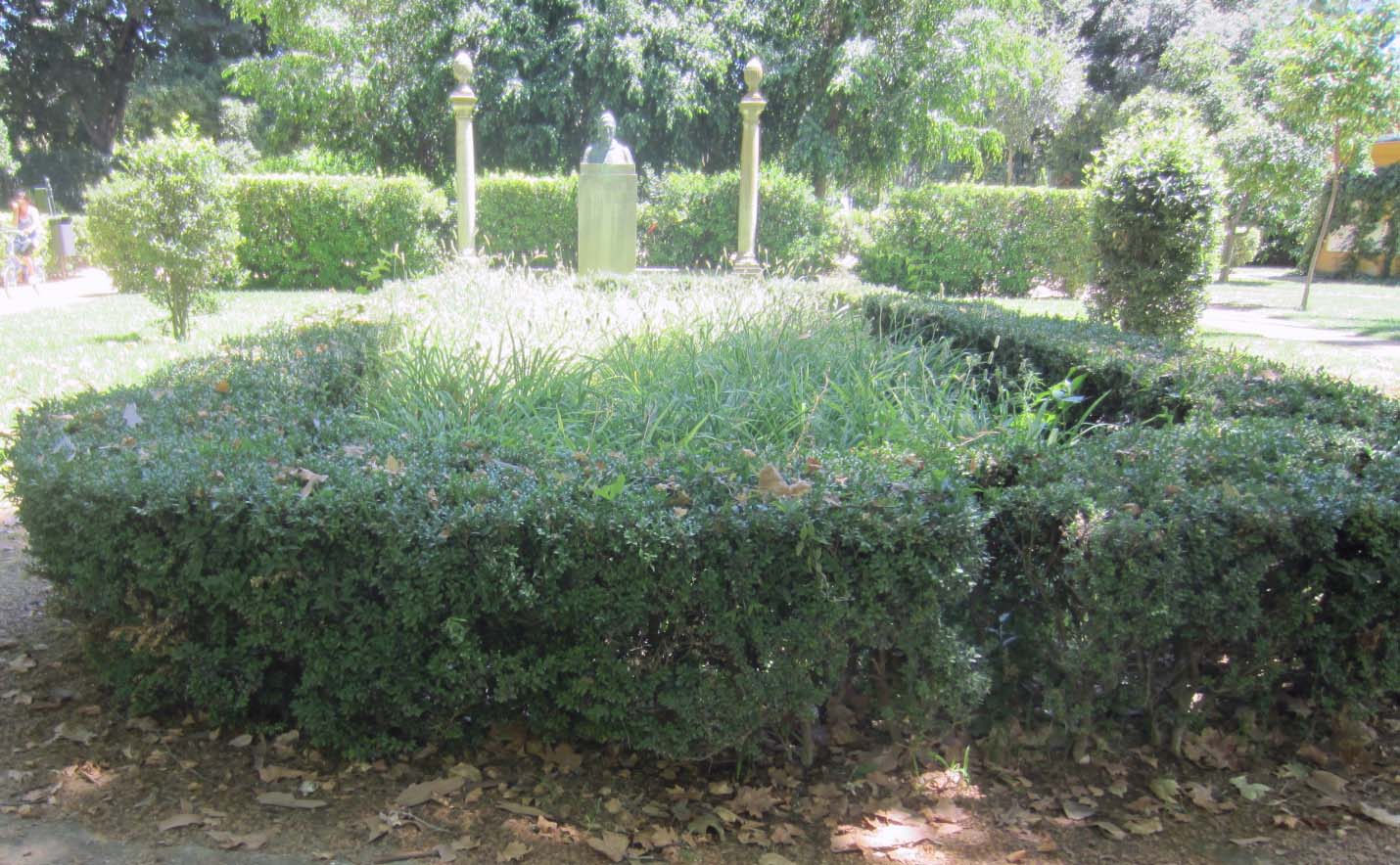 arbustosensevilla-encinarosa: Boj / Buxus sempervirens / Buxus balearica