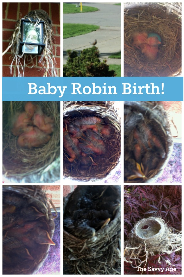 The Robin Revue: Watching Our Baby Robins Hatch