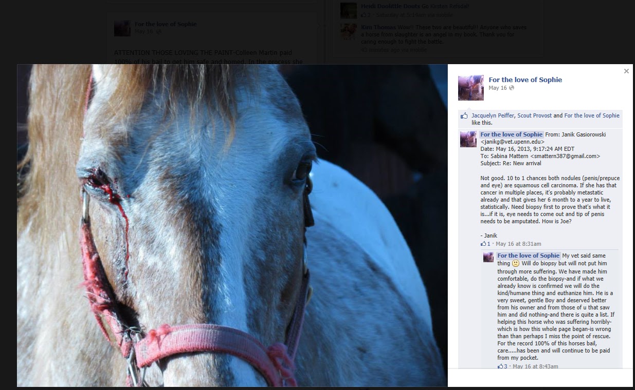 The Ethics of Equine Rescue: This Horse Was Never Going to Ship to ...