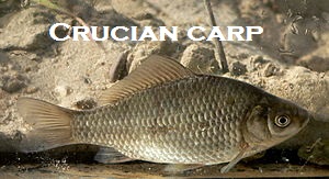 NUTRITION SCIENCE: Enzyme thiaminase – enzyme that cause thiamin deficiency