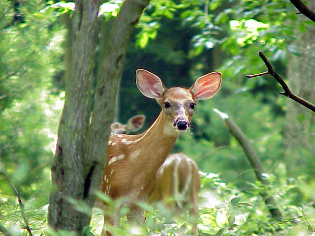 Central Pennsylvania Forestry: Deer Populations Publication and Hunter ...