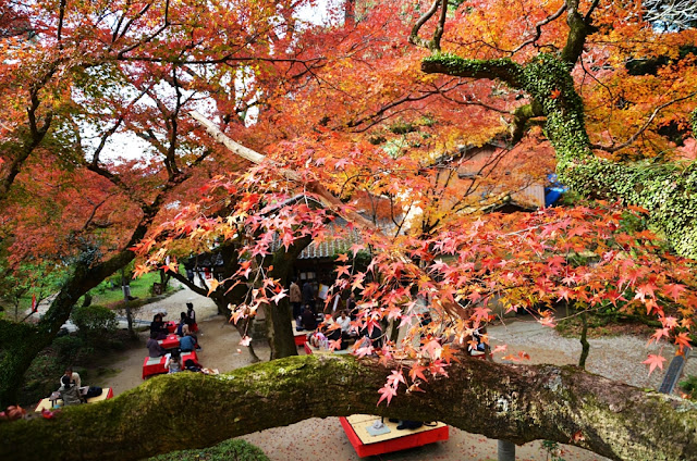 Endless Traveling Map: 7 Places to See Autumn Leaves in Kyushu, Japan