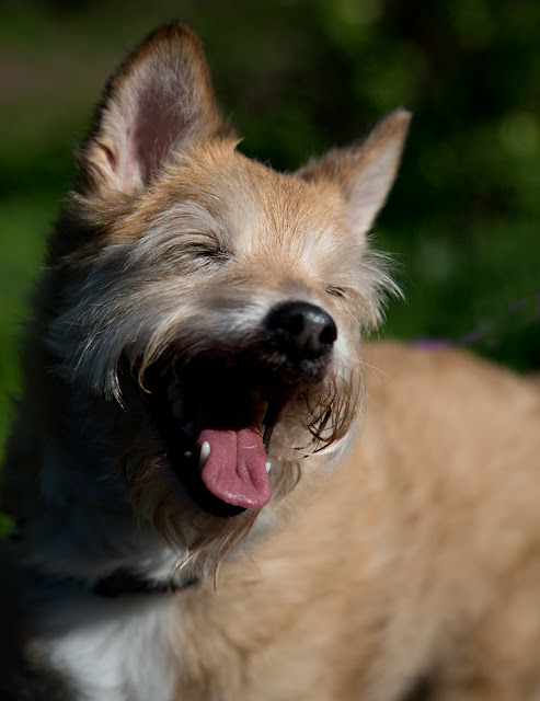 Shelter Dogs of Portland: "SEYMORE" nice older terrier