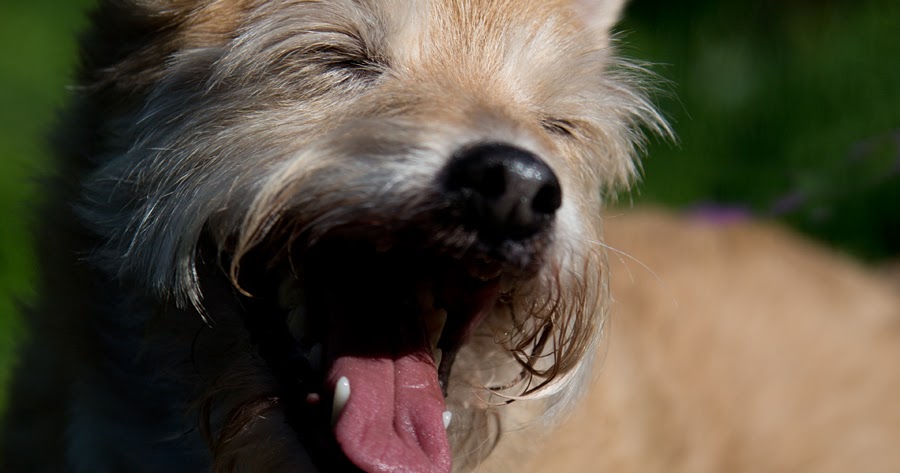 Shelter Dogs of Portland: "SEYMORE" nice older terrier