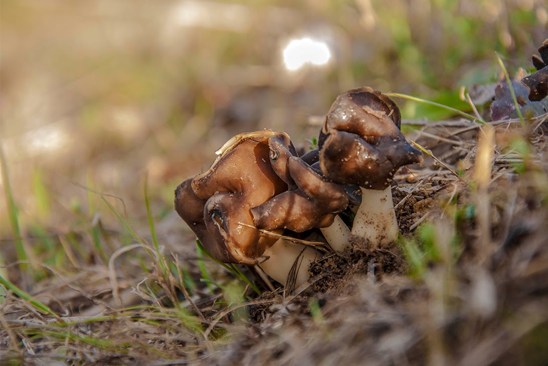 Helvellaceae ~ Micologia y Fotografia