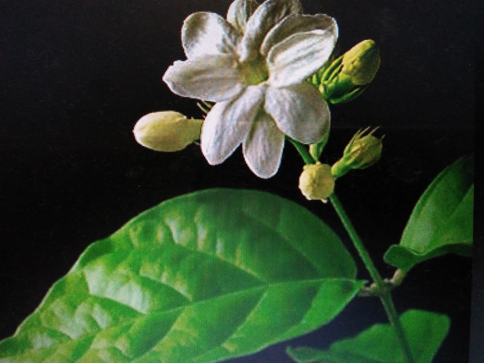 Fuziah Sulaiman blog: Jom kenali Flora BUNGA MELATI - BUNGA MELUR ...