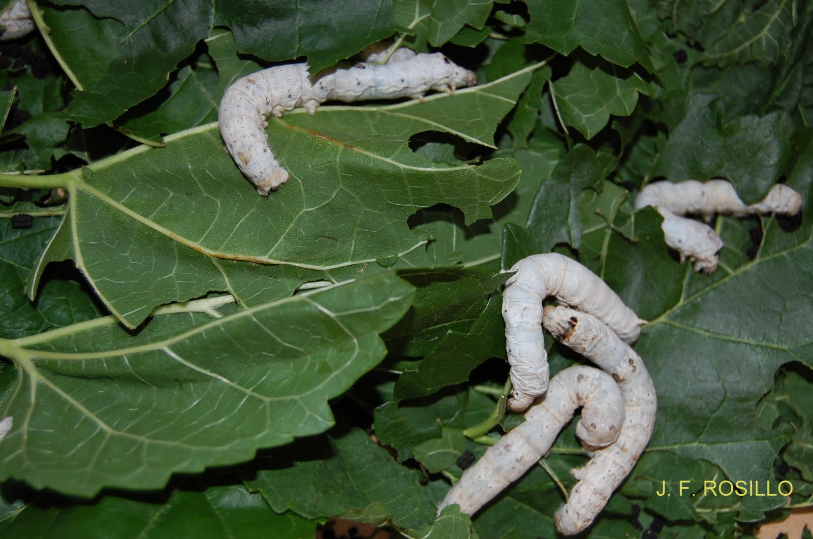 Blog de José Fidel Rosillo: GUSANO DE LA SEDA (Bombyx mori)