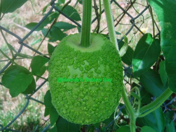 Brandys Botany Bay: Garden Enthusiaist