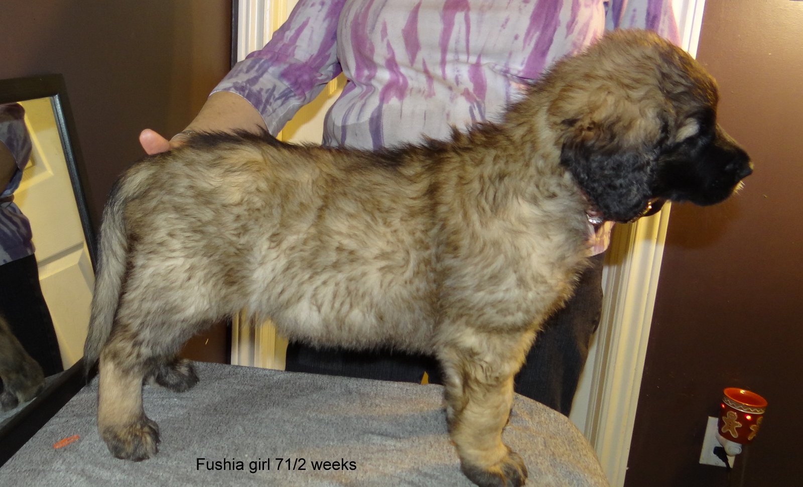 Heronview Leonbergers: Conformation shots of puppies