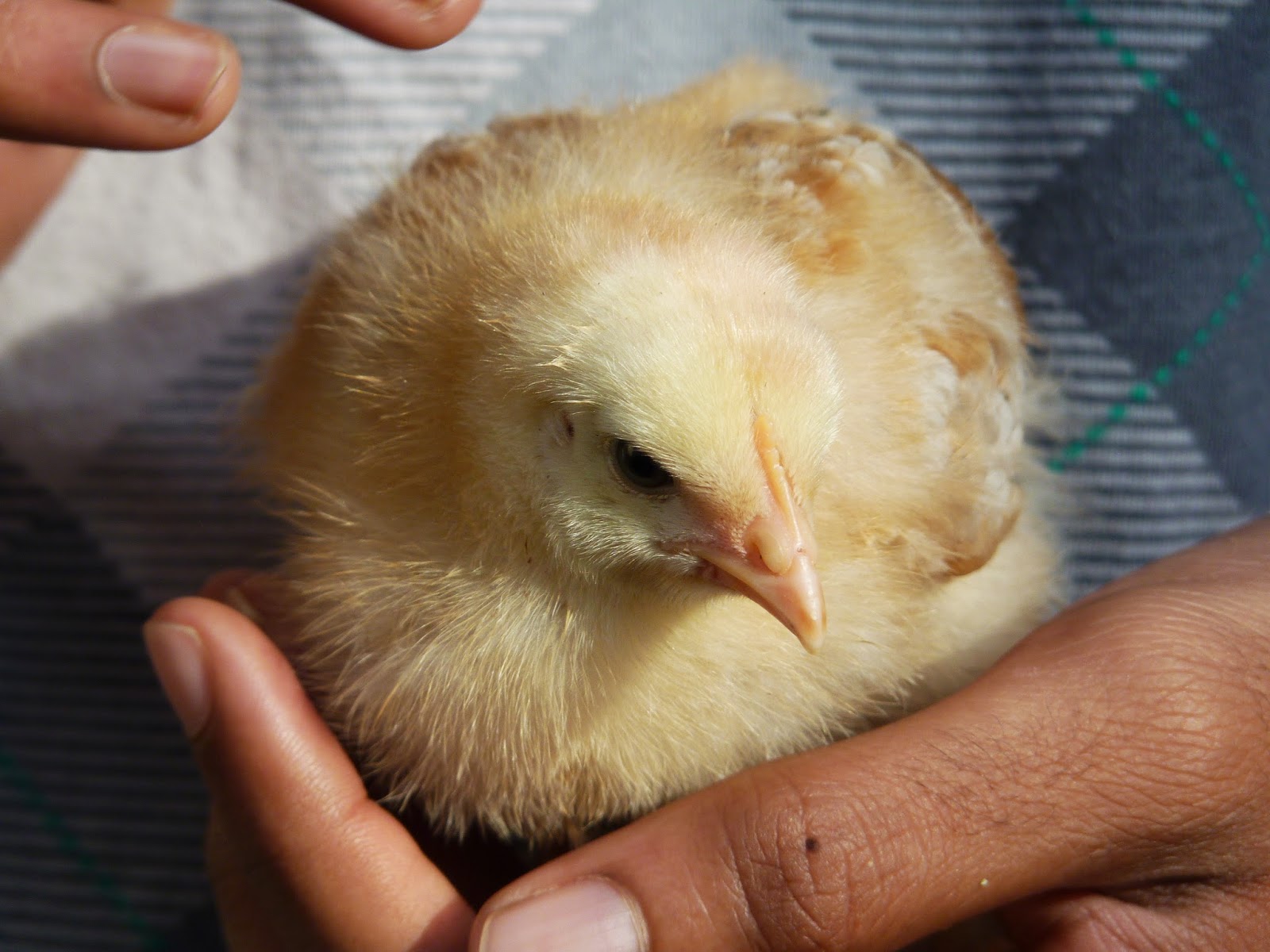 Poussins Mignons Magic: LES PHOTOS DES POUSSINS