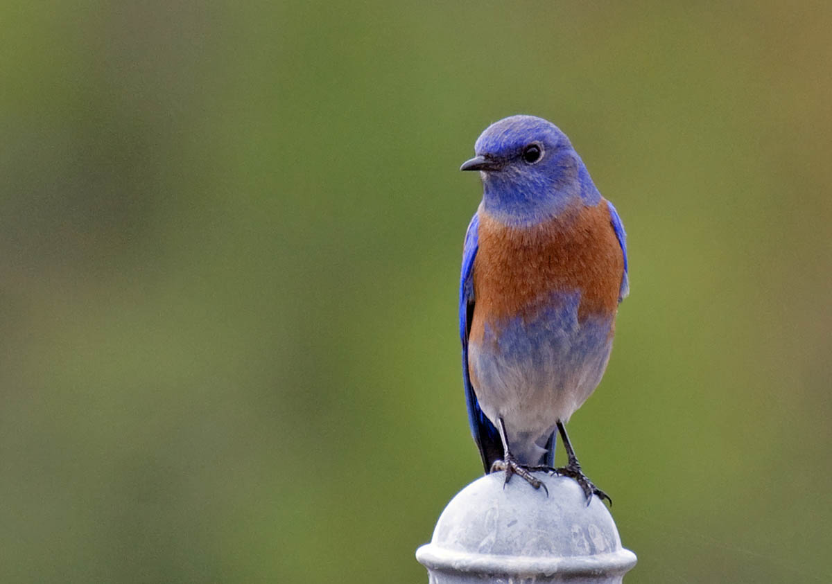 Western Bluebird Sounds