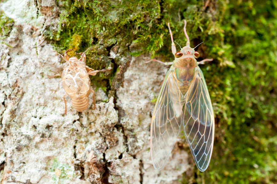 Within the Chronicles' Frame: Cicada Molting Process