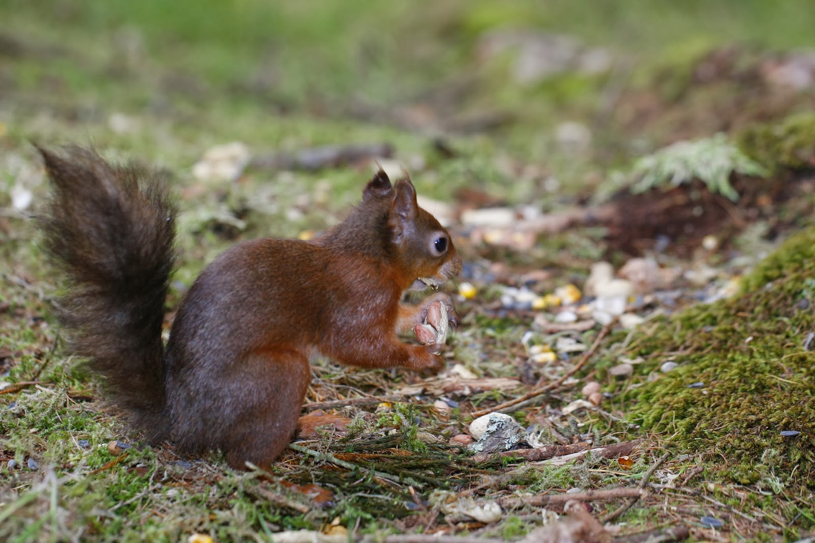 A Walk On The Wildside/Paul Foster.: A visit to the Dales,red squirrels!