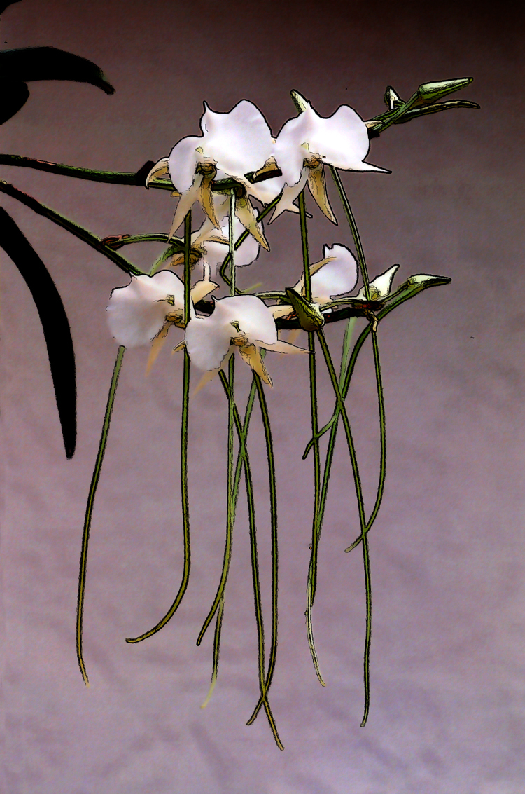 Angraecums...: Orchid Gallery